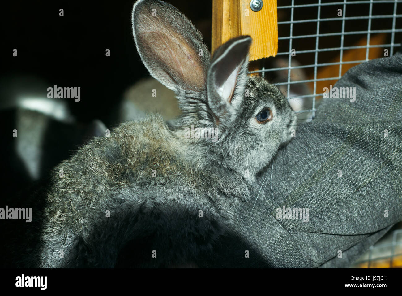 Grey rabbit hi-res stock photography and images - Alamy