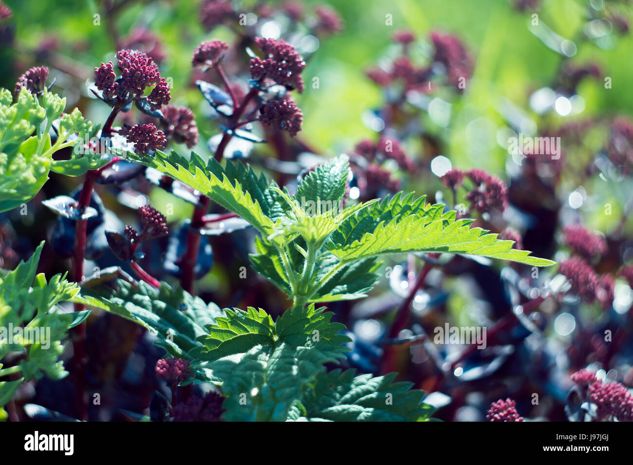 Stinging nettles growing in the vegetable garden in the summer Stock ...