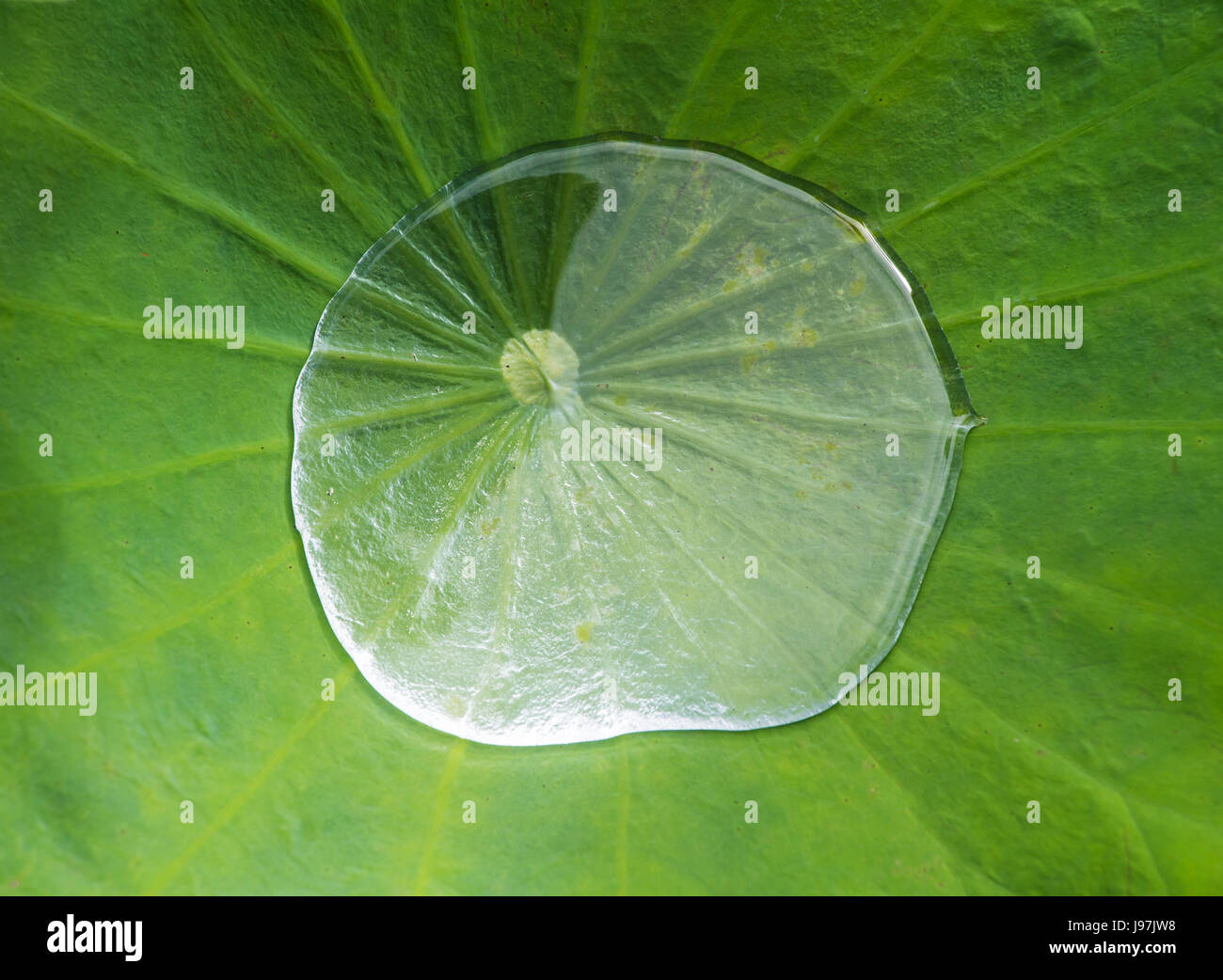 Water drops on lotus leaf Stock Photo - Alamy