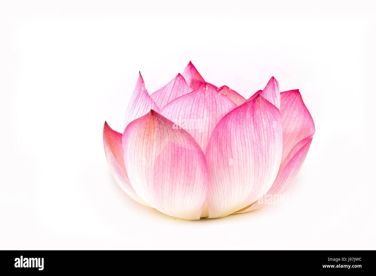 Lotus flower isolated on white background Stock Photo - Alamy