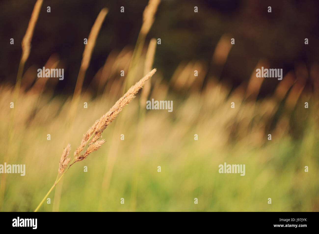 Open Meadow in the Pacific Northwest Stock Photo - Alamy