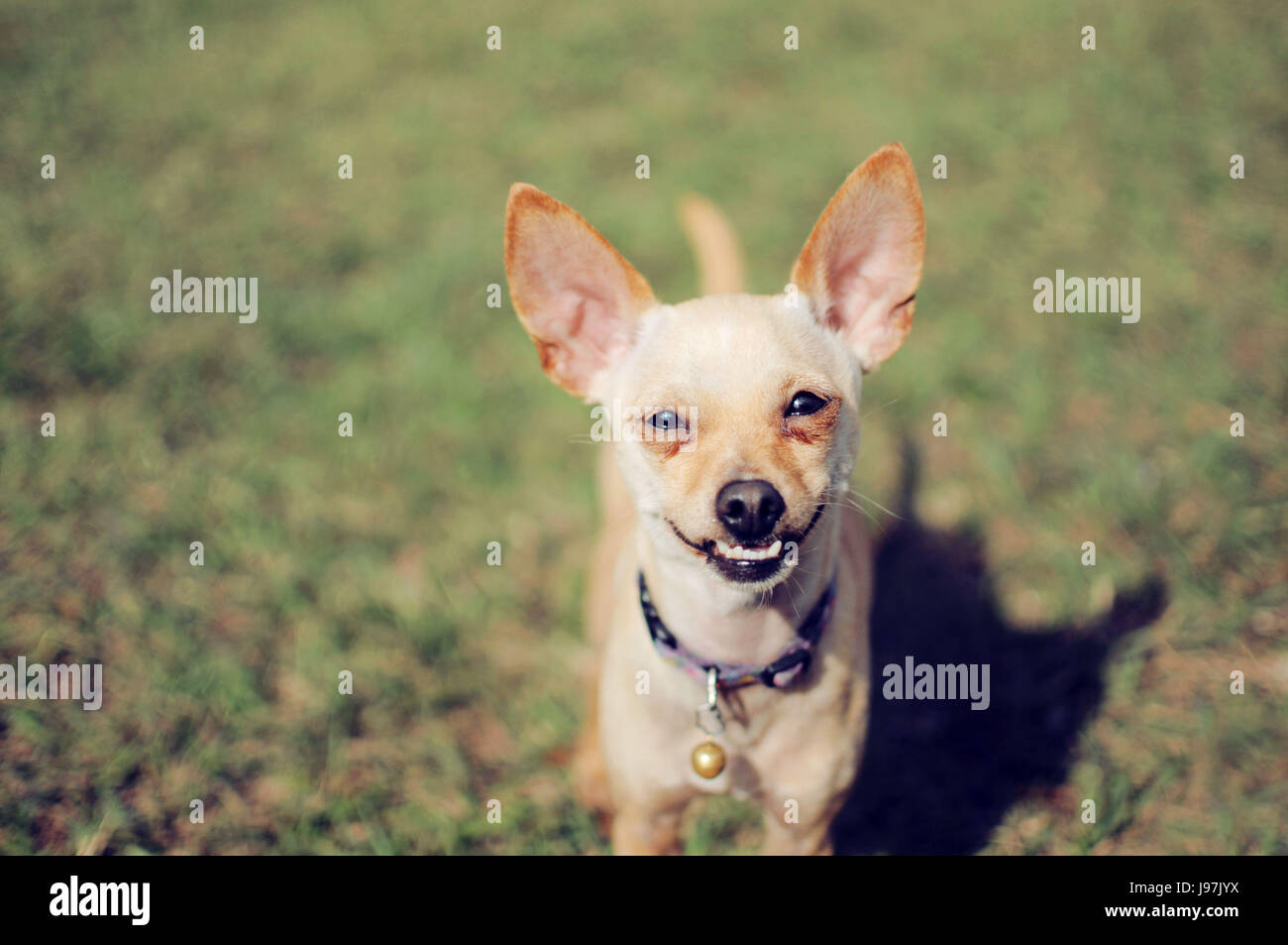 Smiling little chihuahua hi-res stock photography and images - Alamy