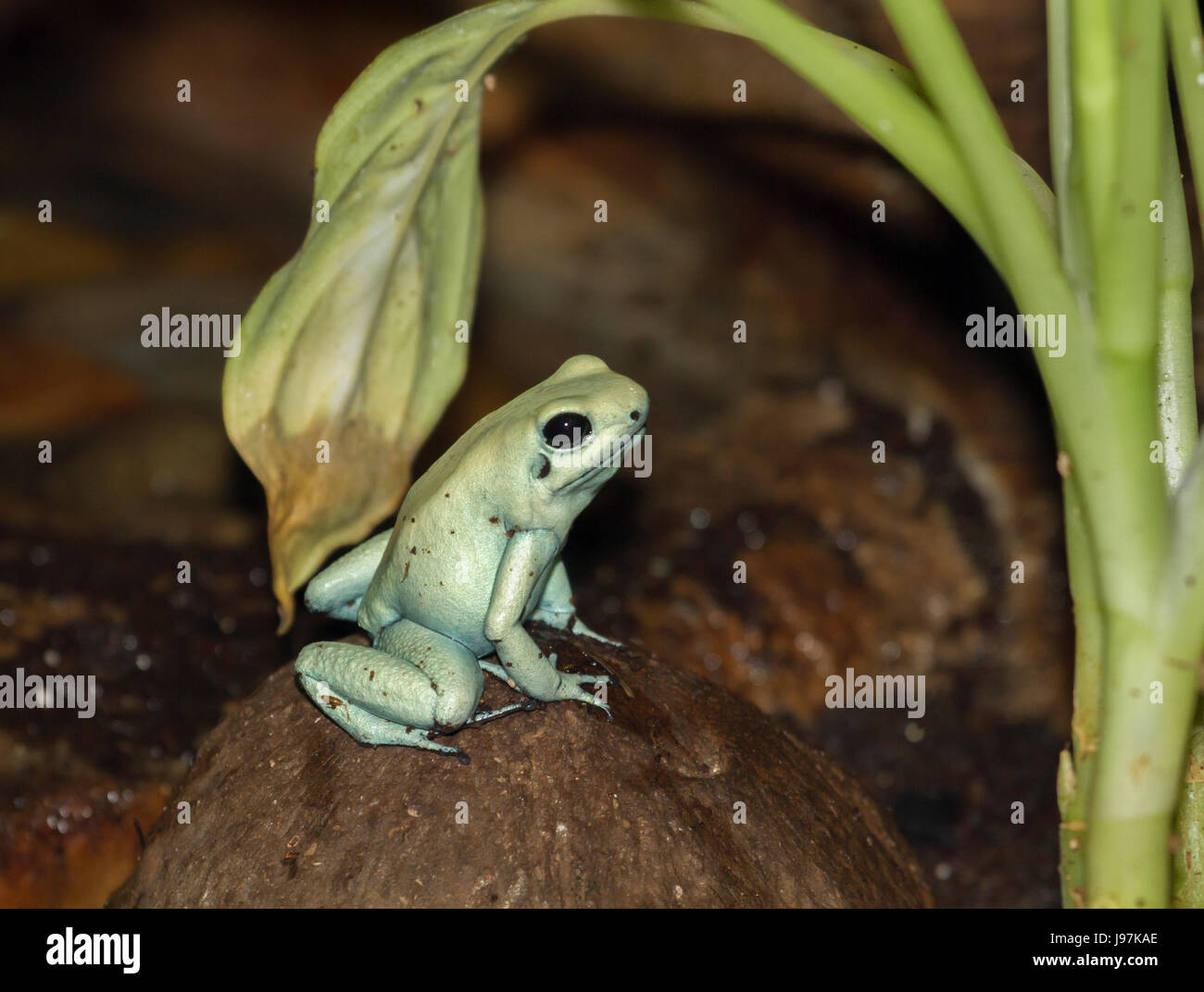 Dyeing poison dart frog Stock Photo - Alamy
