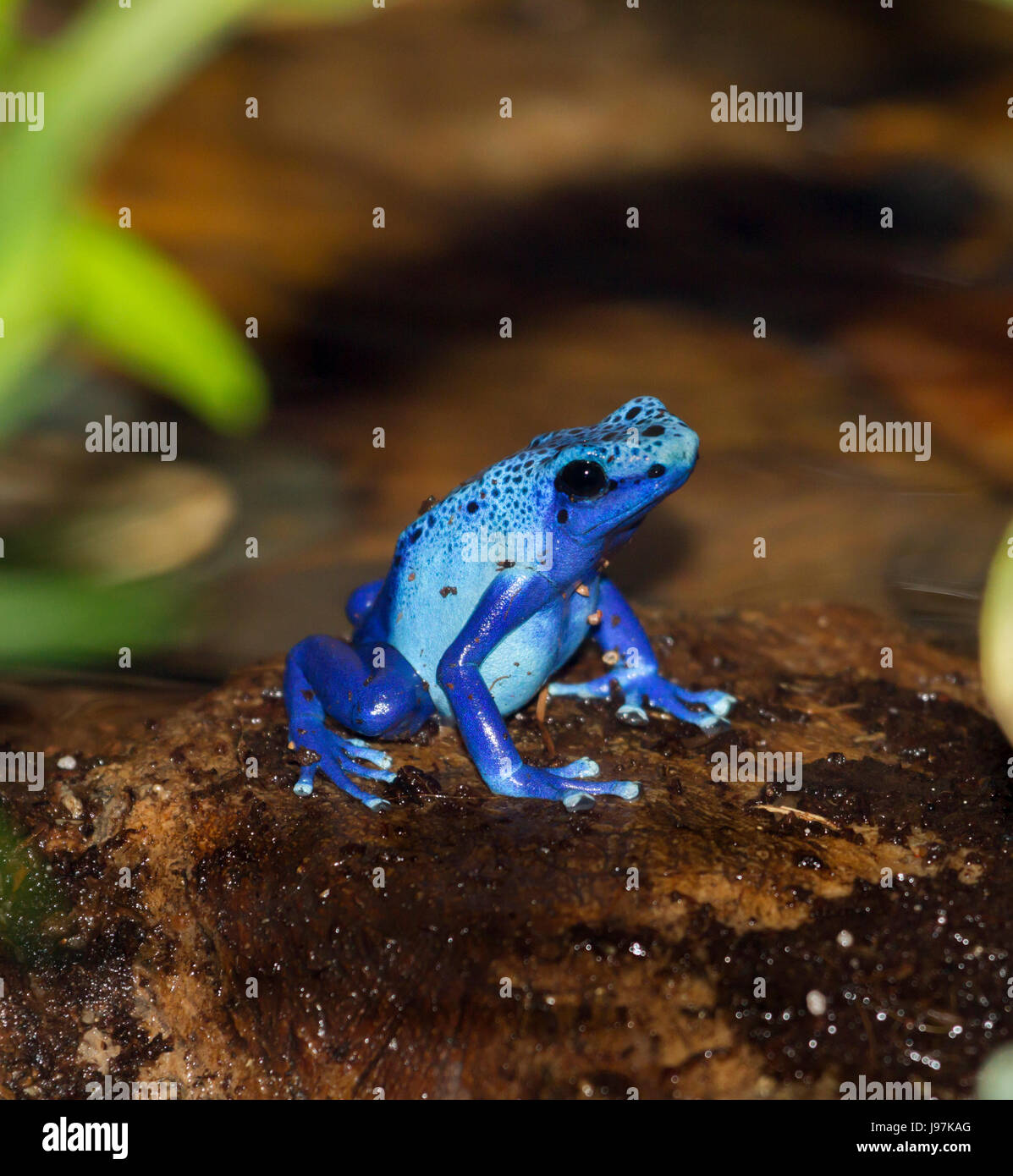 Dyeing poison dart frog (Dendrobates tinctorius Stock Photo - Alamy