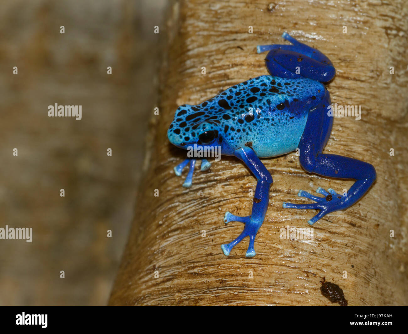 Dyeing poison dart frog (Dendrobates tinctorius Stock Photo - Alamy