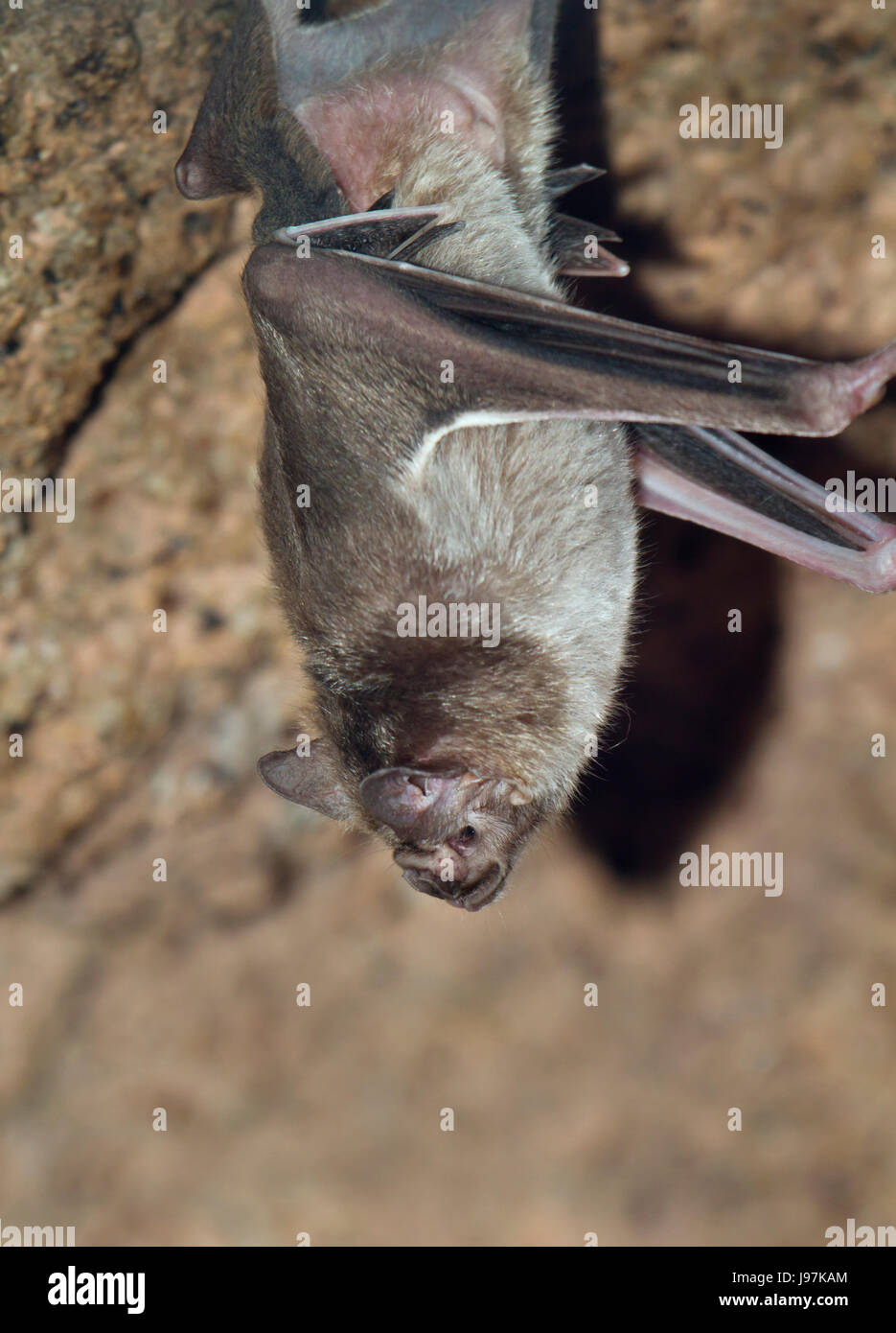 Common vampire bat, Desmodus rotundus Stock Photo - Alamy