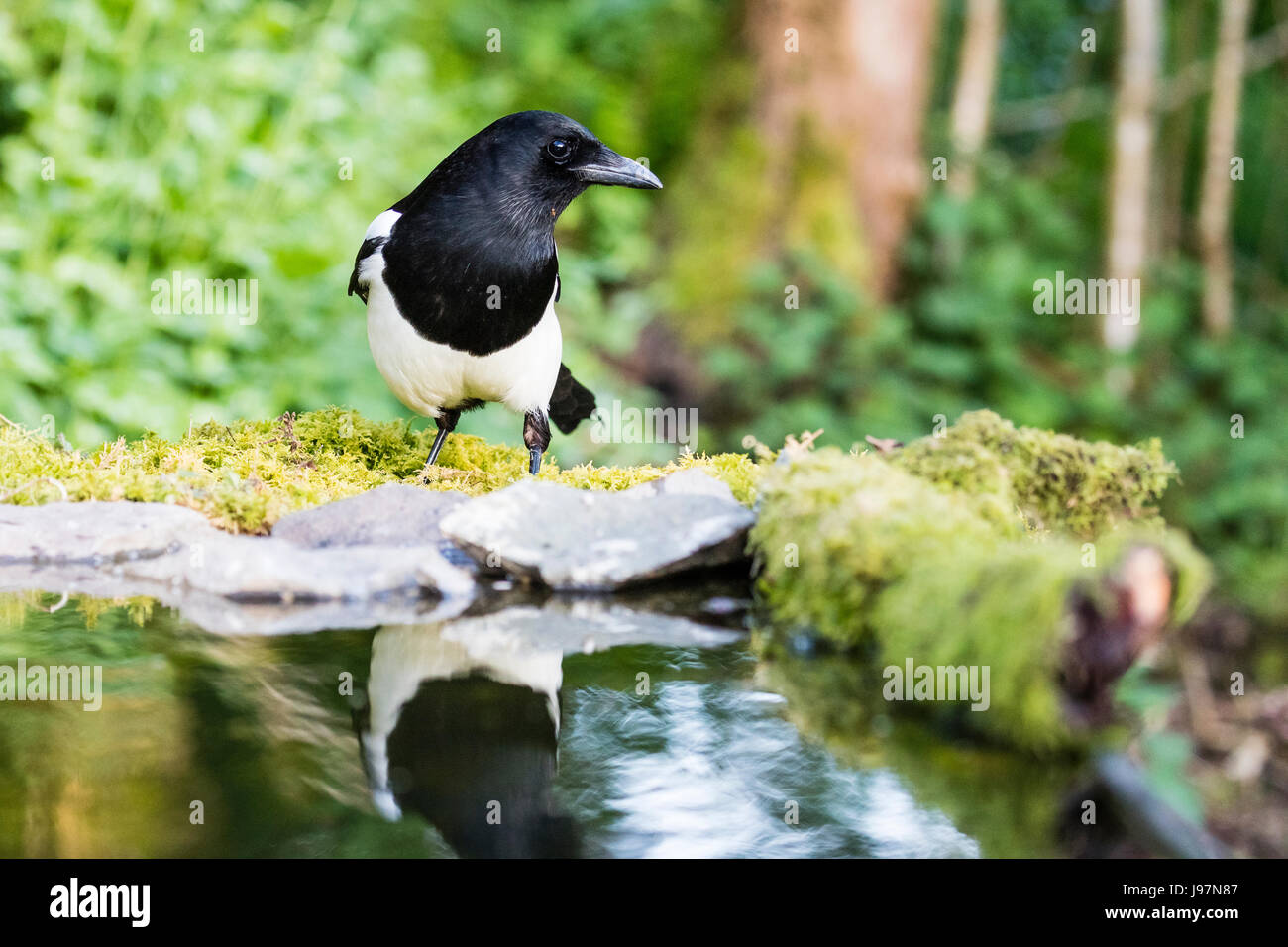 A magpie foraging at springtime Stock Photo - Alamy