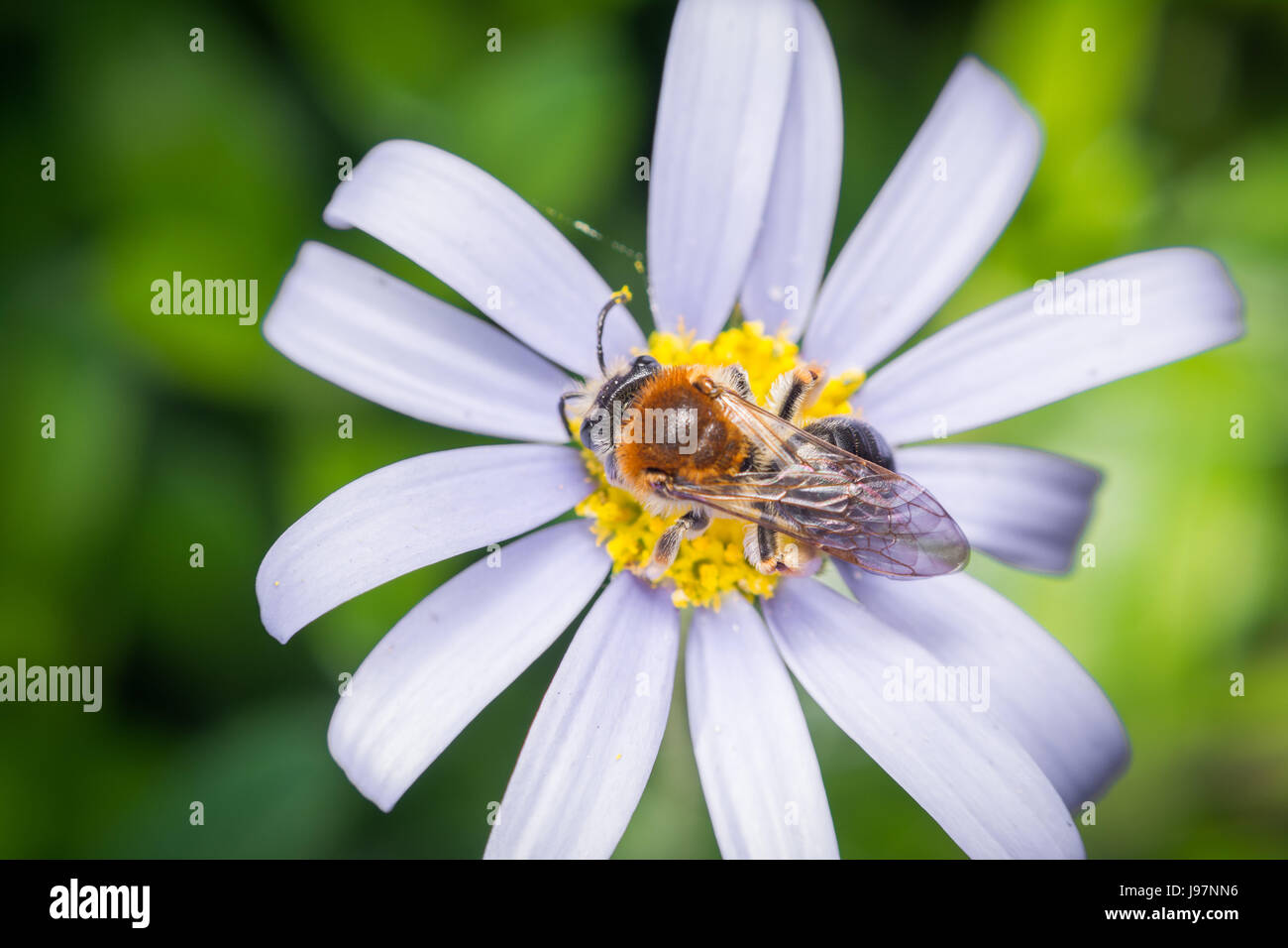 Close up of an early mining bee on top of a blue daisy. Andrena ...