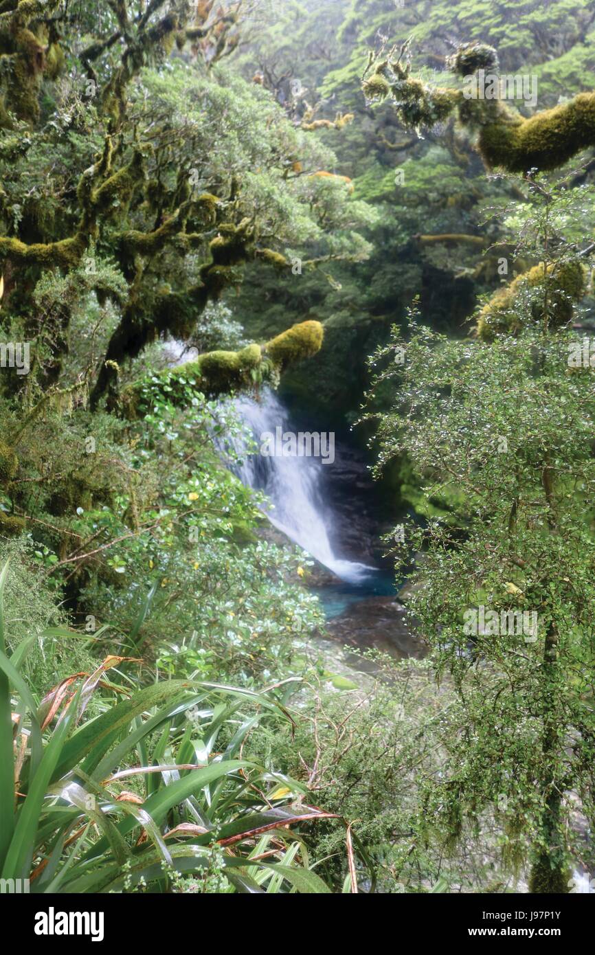 Waterfalls seen through bush, on the Milford track, Fiordland, New ...