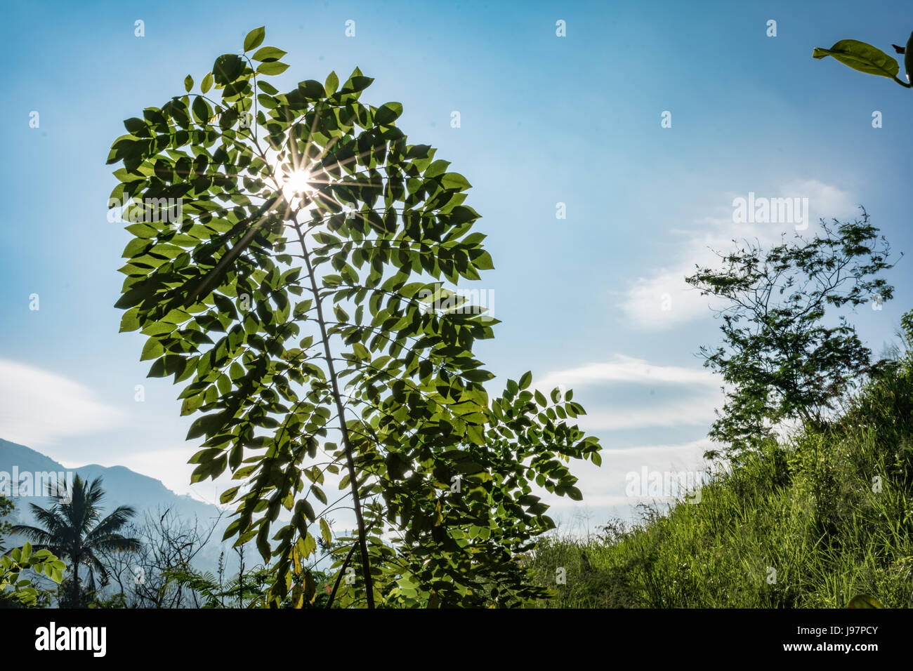 Sun plant vector hi-res stock photography and images - Alamy