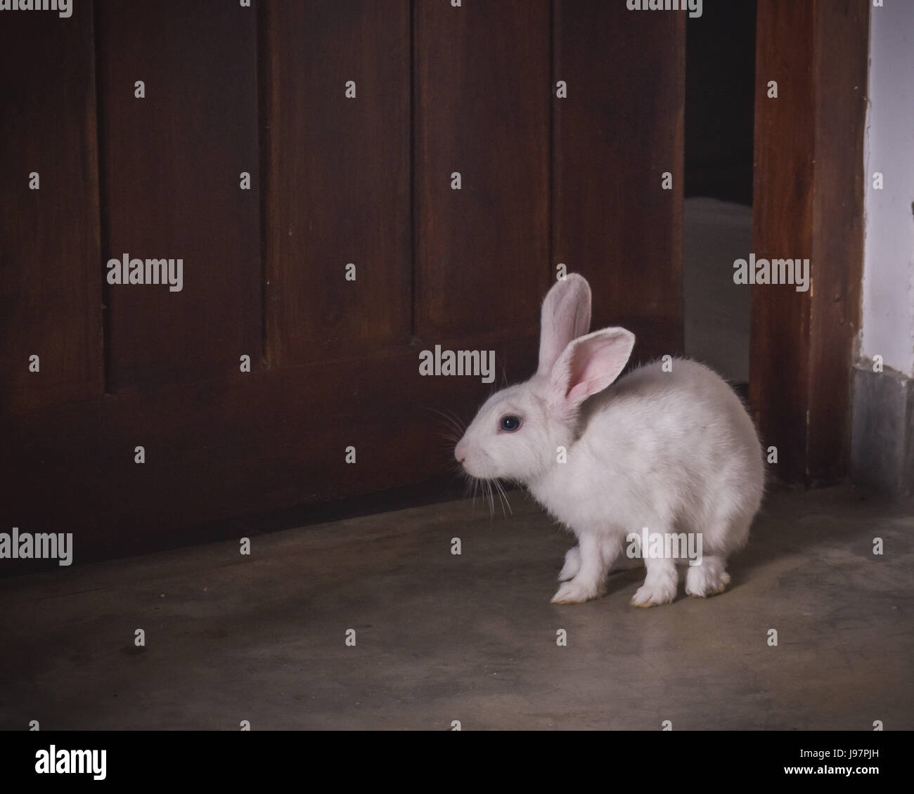 Bunny poster hi-res stock photography and images - Alamy