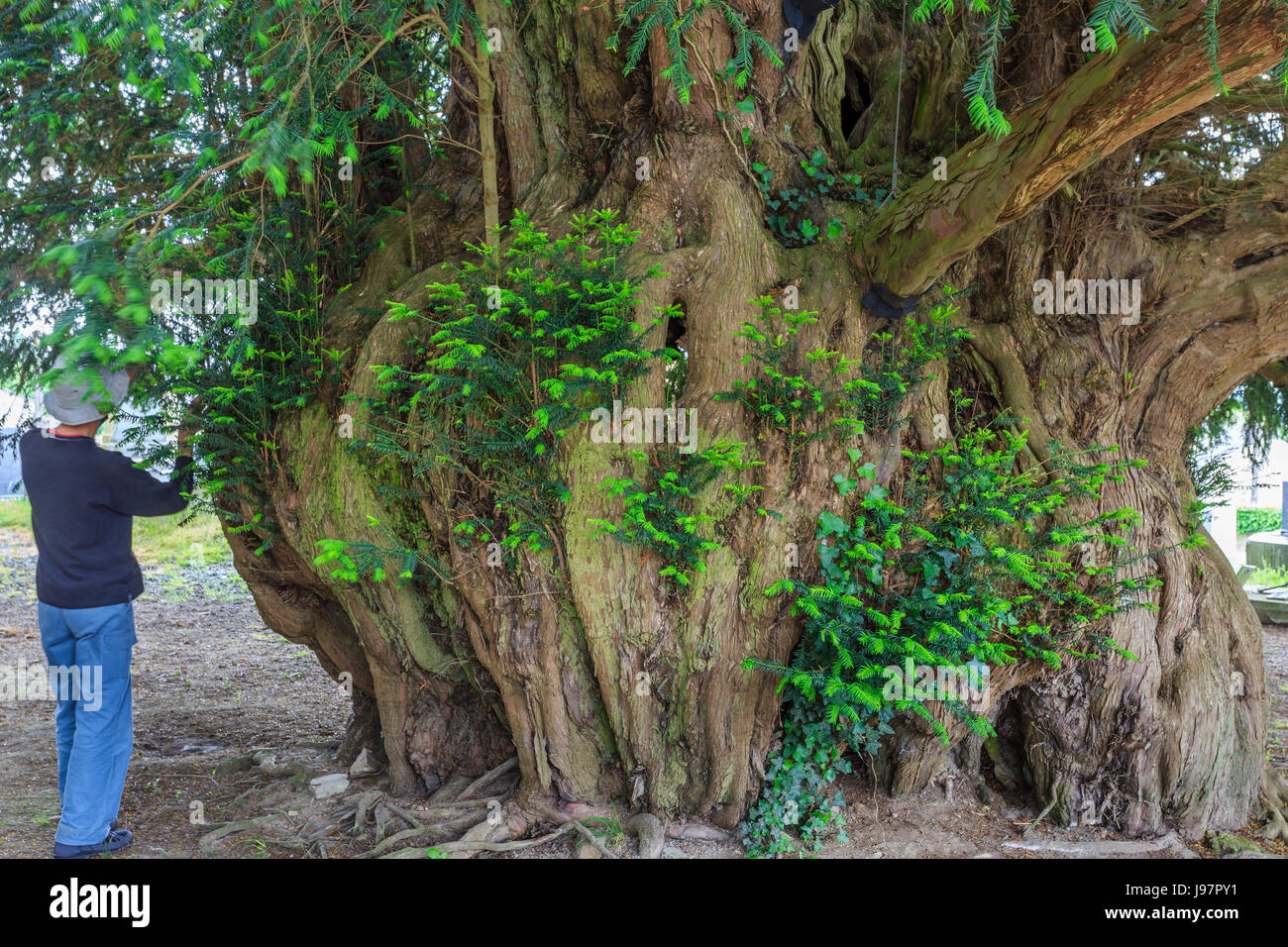 Yew hi-res stock photography and images - Alamy