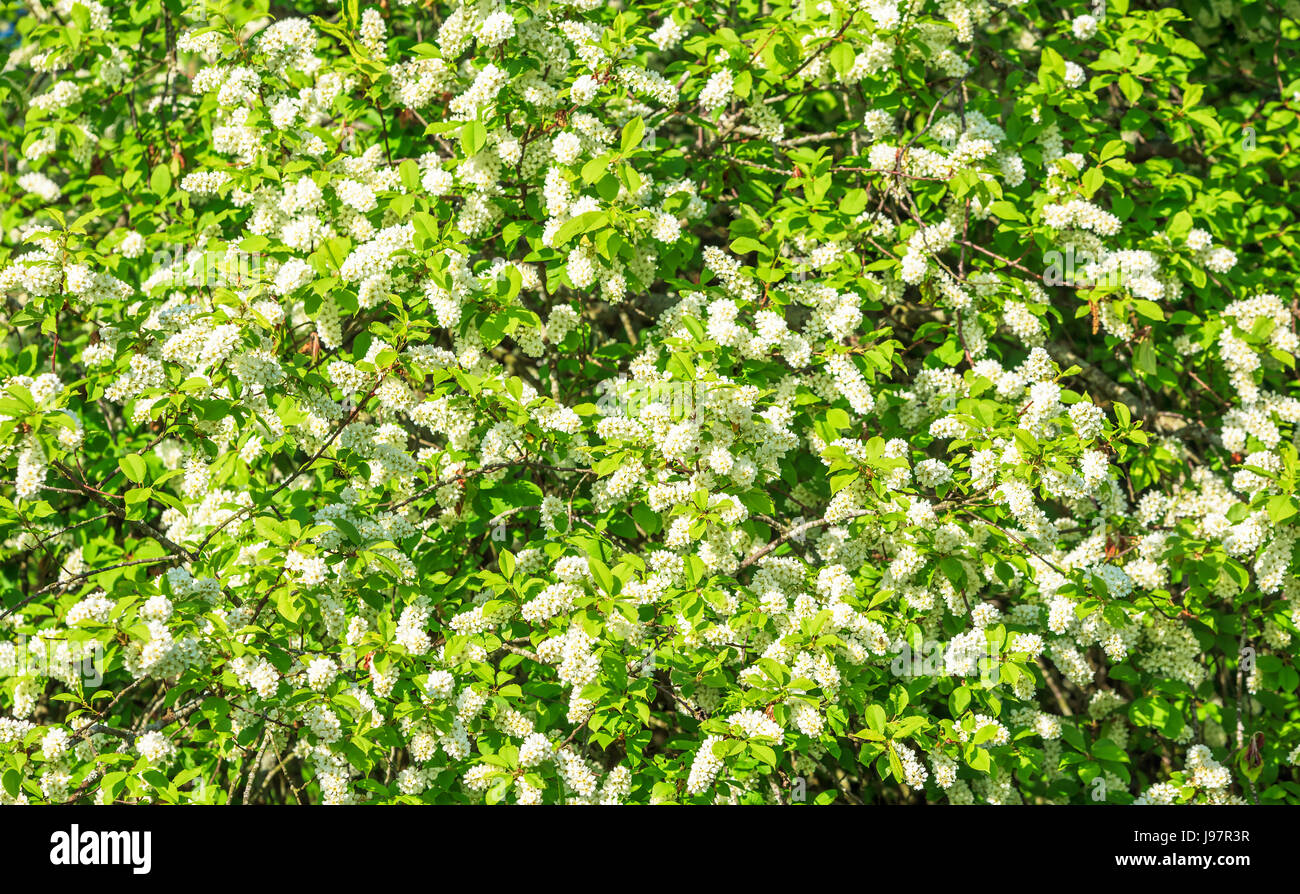 Prunus padus, aka bird cherry, hackberry, hagberry, or mayday tree in ...