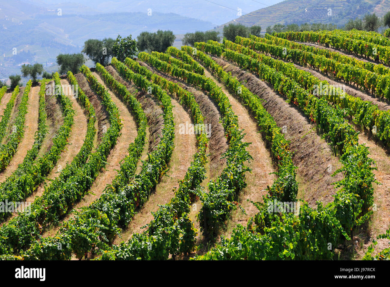 Terraced Vineyards