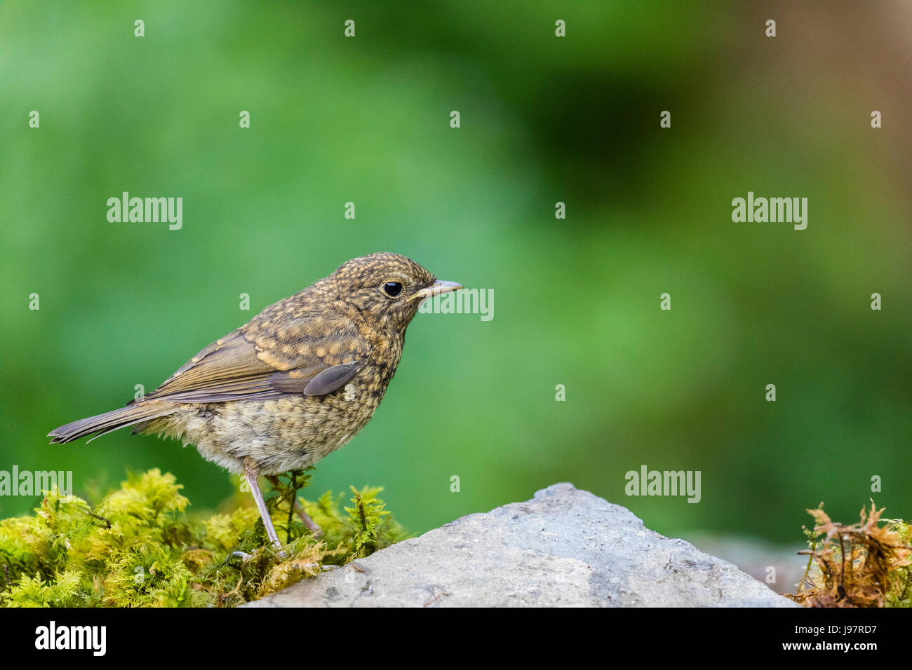 Fledgling robin chick in springtime Stock Photo - Alamy