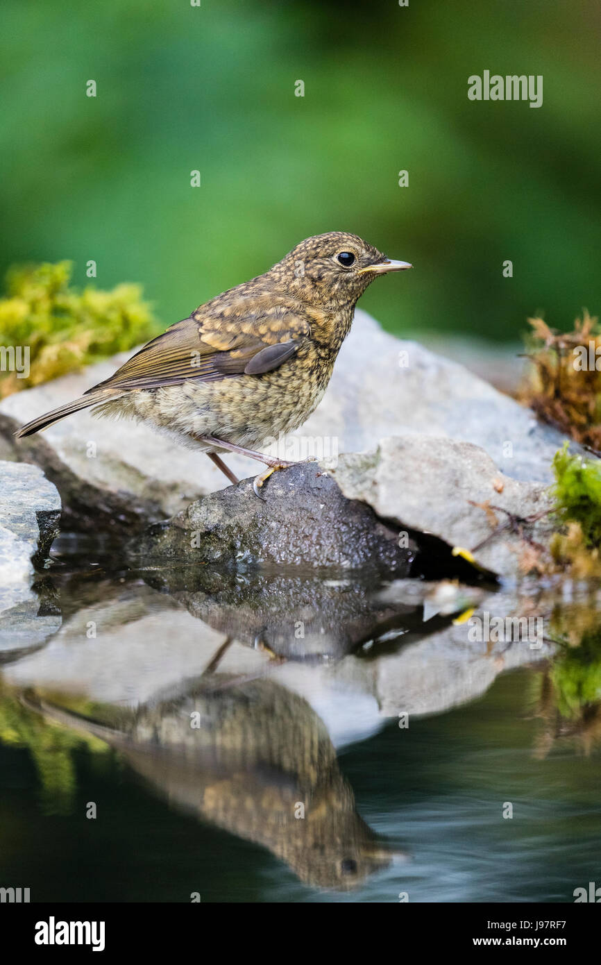 Fledgling robin hi-res stock photography and images - Alamy