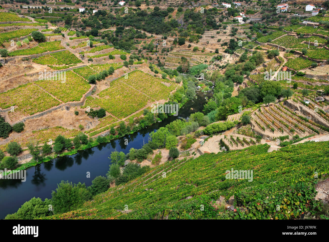 Terraced vineyards along the Corgo river in Alvações do Corgo. A Unesco ...