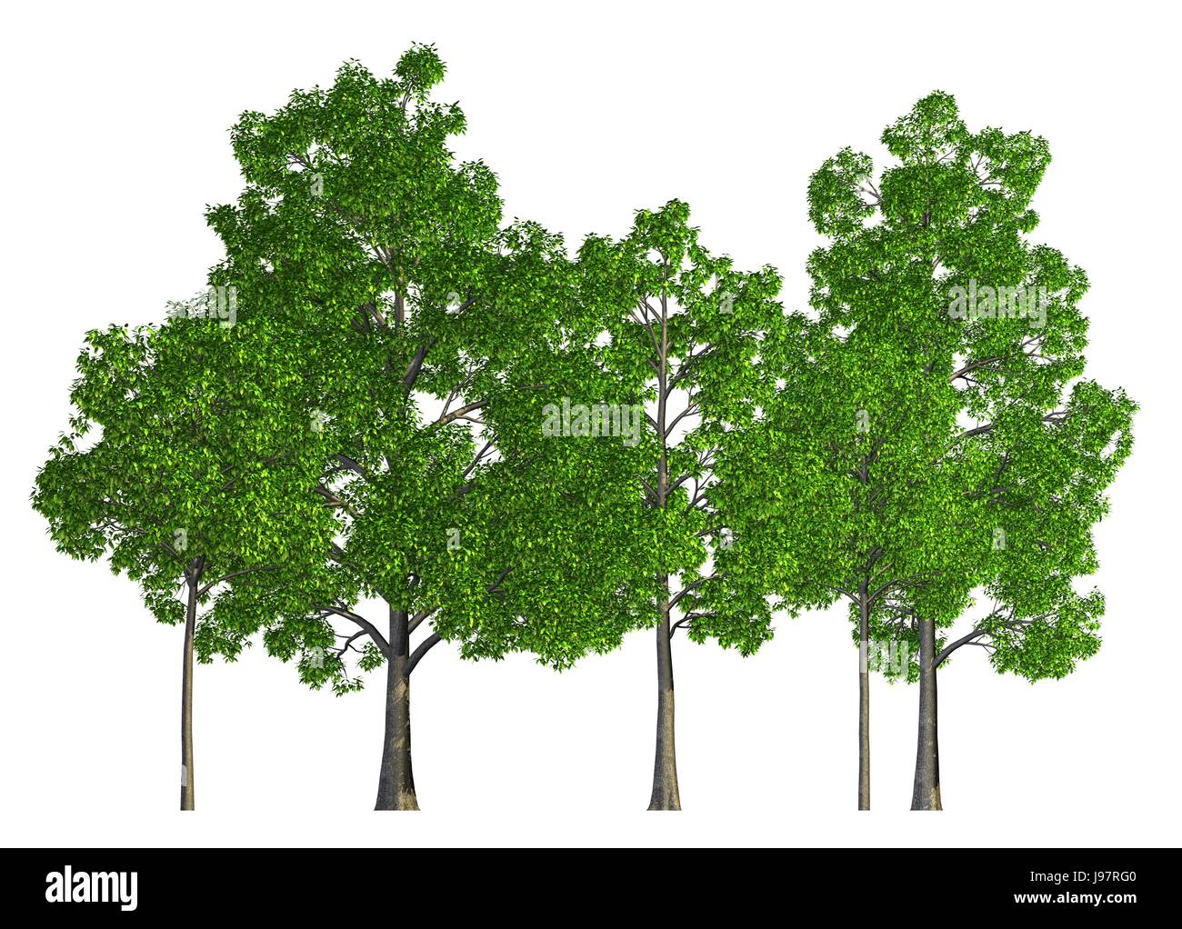 Trees in row isolated Cut Out Stock Images & Pictures - Alamy