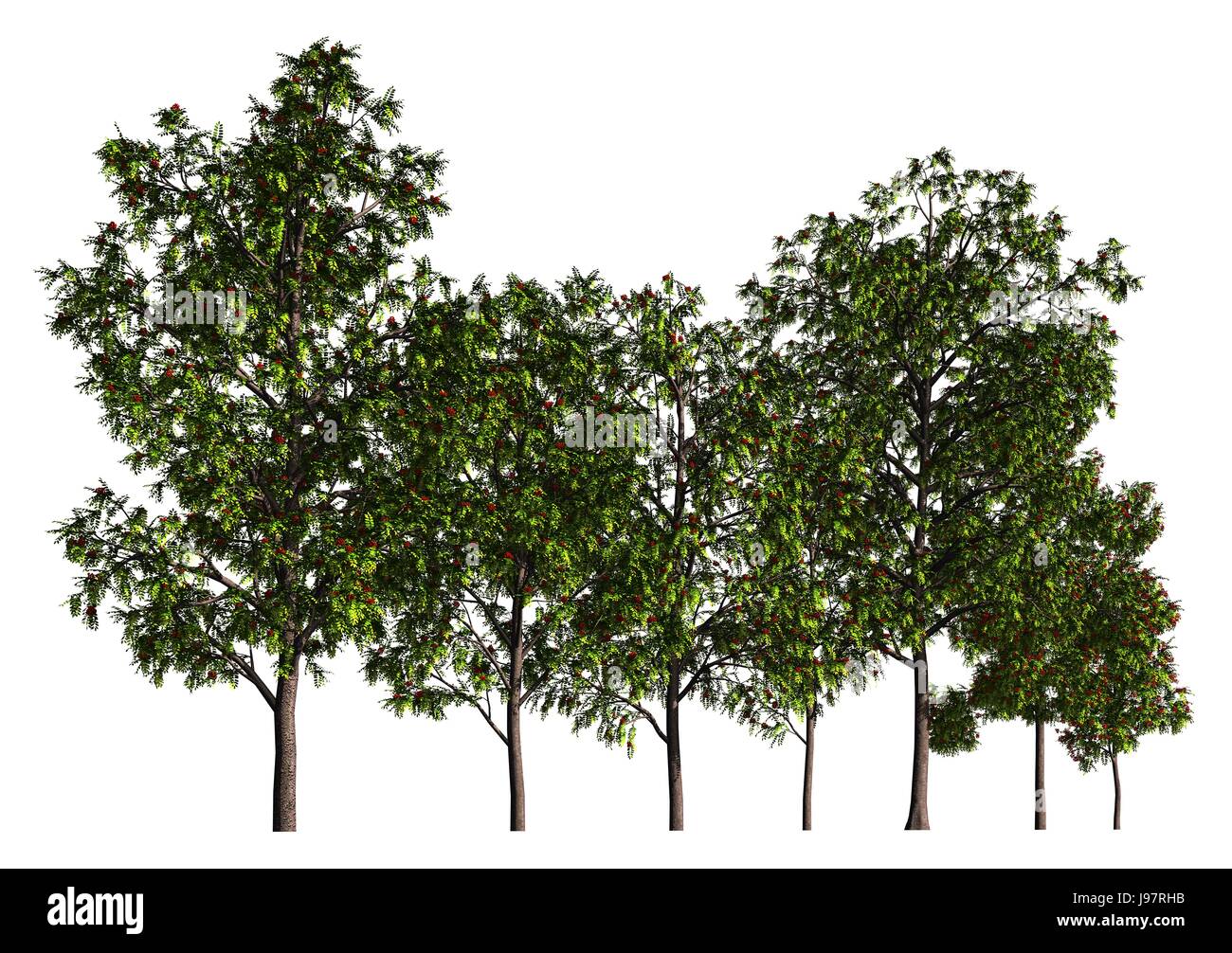 Trees in a row isolated on white 3d illustration Stock Photo - Alamy