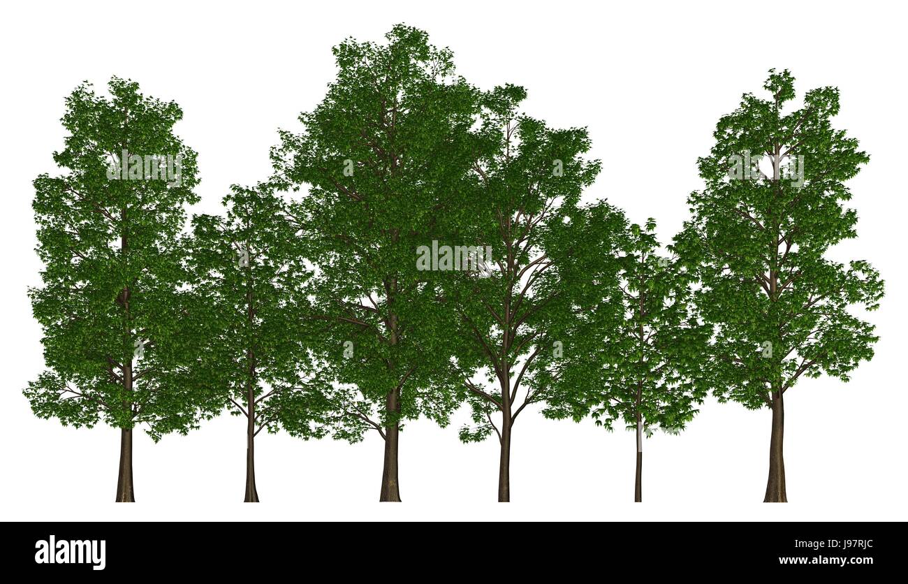 Trees in row isolated Cut Out Stock Images & Pictures - Alamy