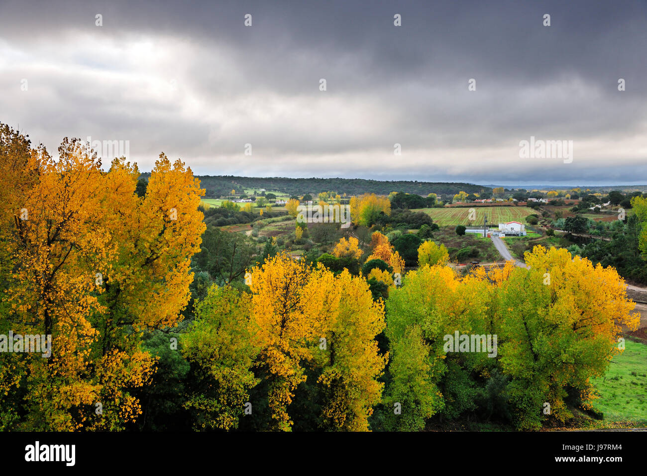 Mora tree hi-res stock photography and images - Alamy