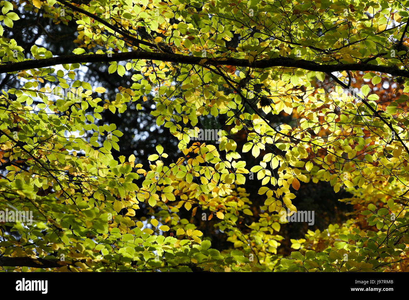 Beech trees in autumn time. Serra da Estrela Nature Park, Portugal ...
