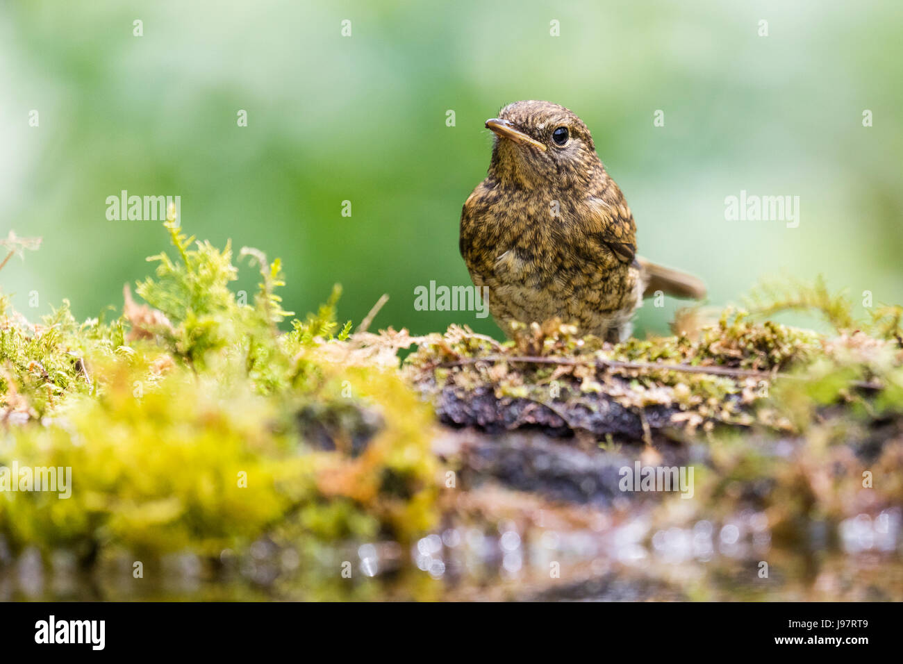 Fledgling robin chick foraging in spring Stock Photo - Alamy