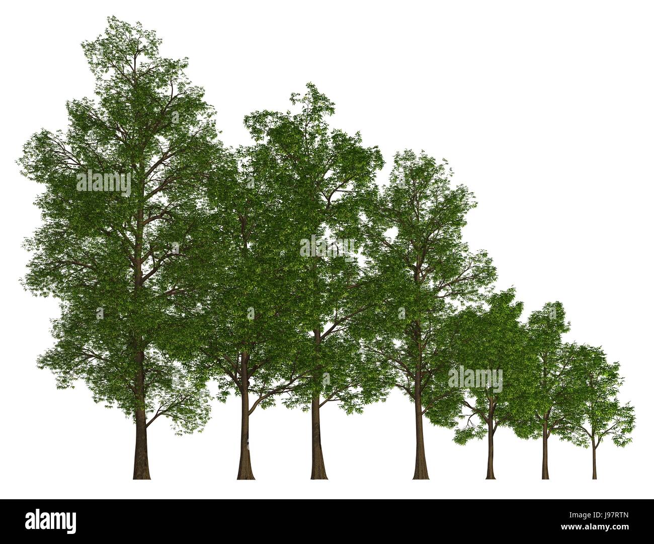 Trees in a row isolated on white 3d illustration Stock Photo - Alamy