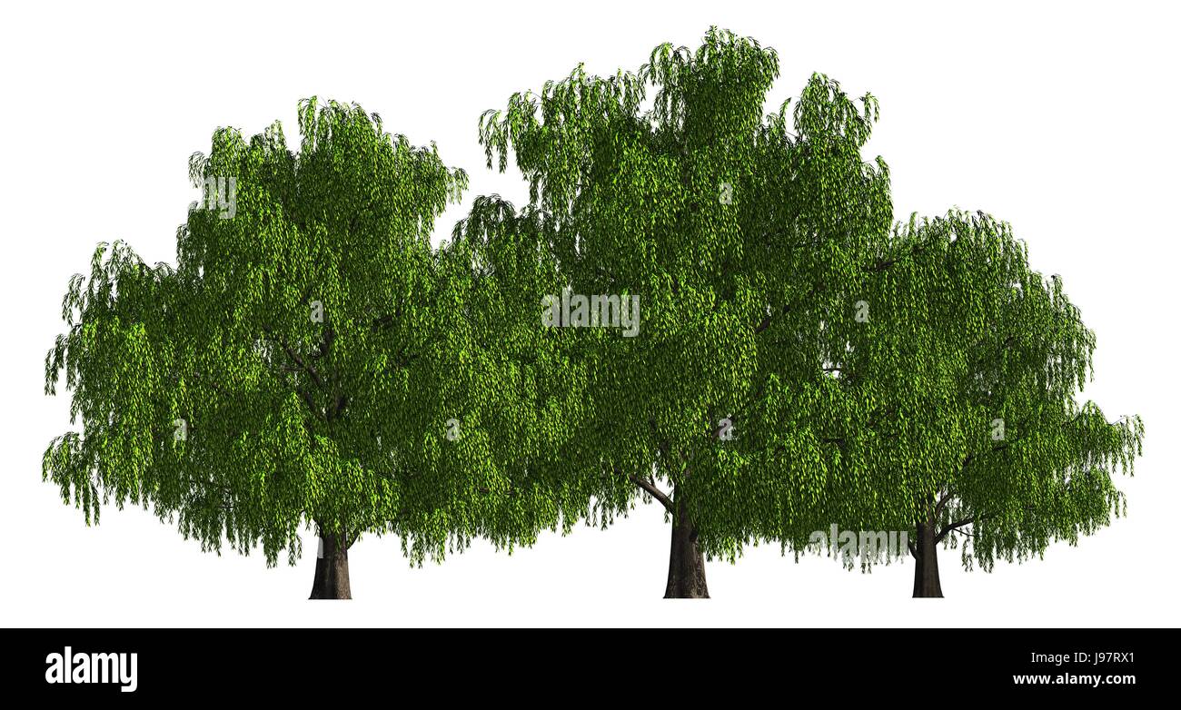 Trees in row isolated Cut Out Stock Images & Pictures - Alamy