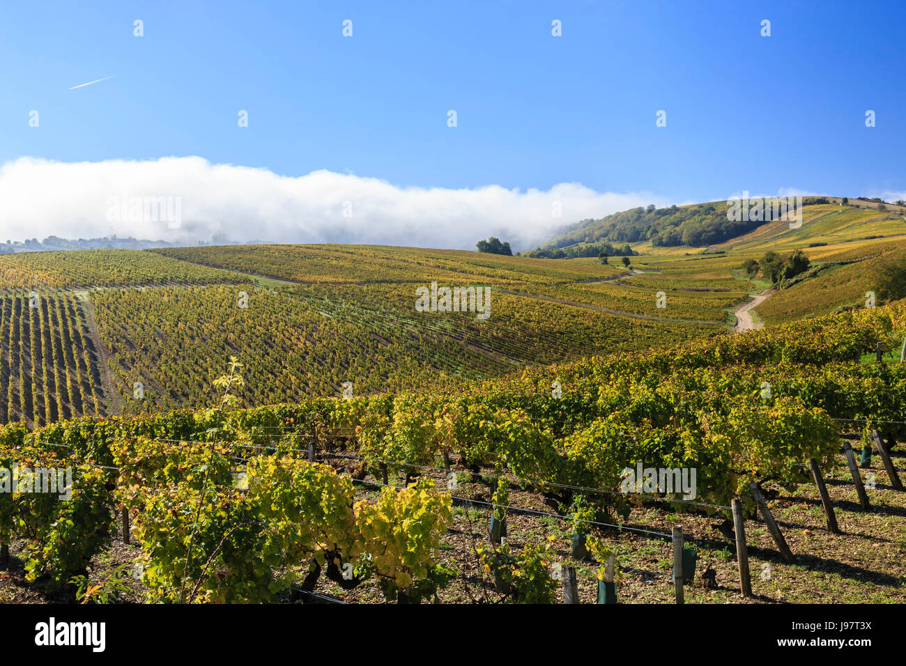 Chavignol hi-res stock photography and images - Alamy