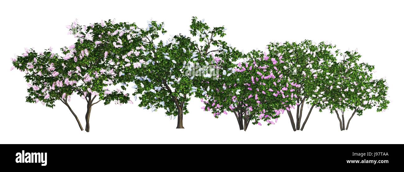 Trees in a row isolated on white 3d illustration Stock Photo - Alamy