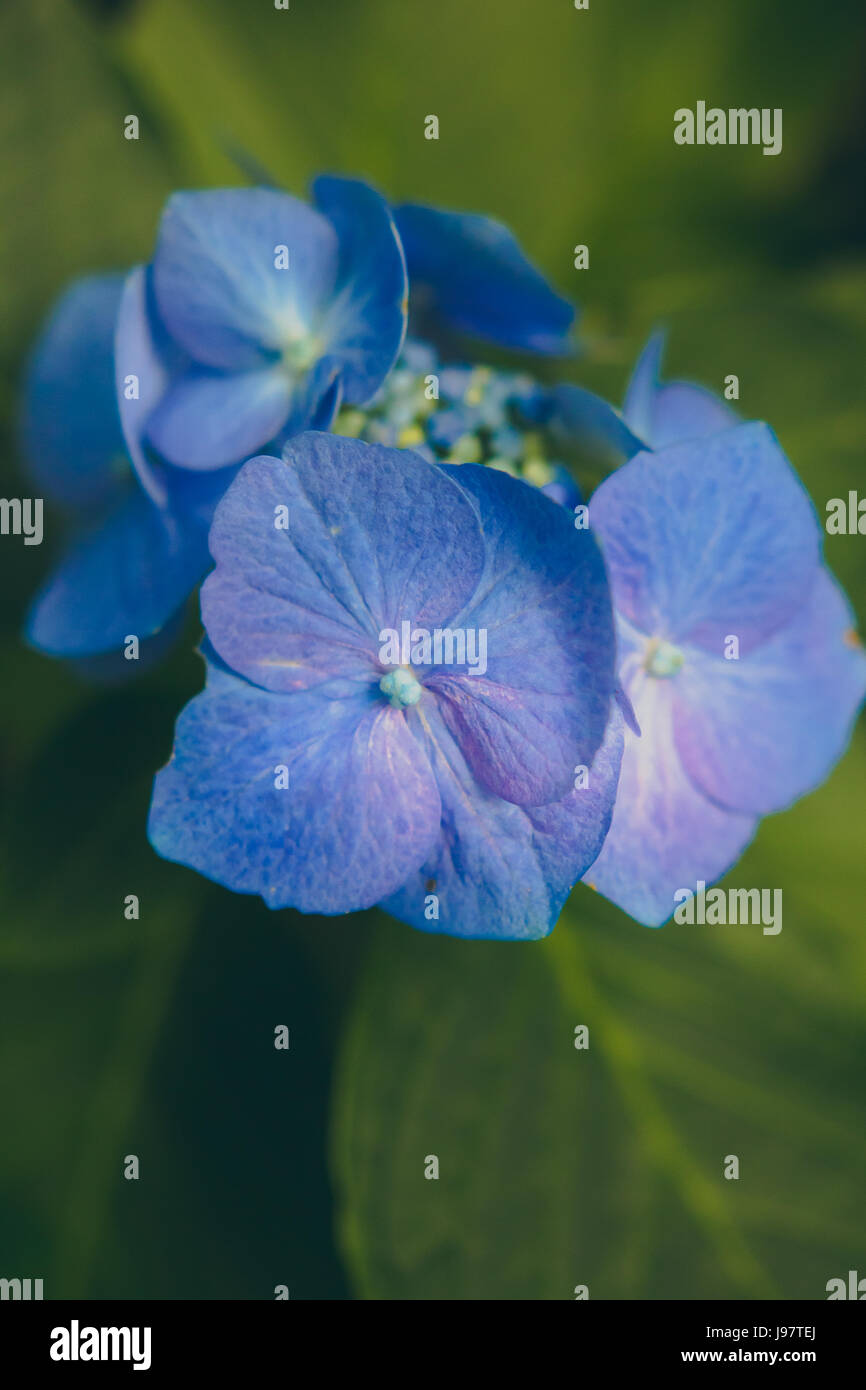 beautiful blue flowers close up with veins and other details showing ...
