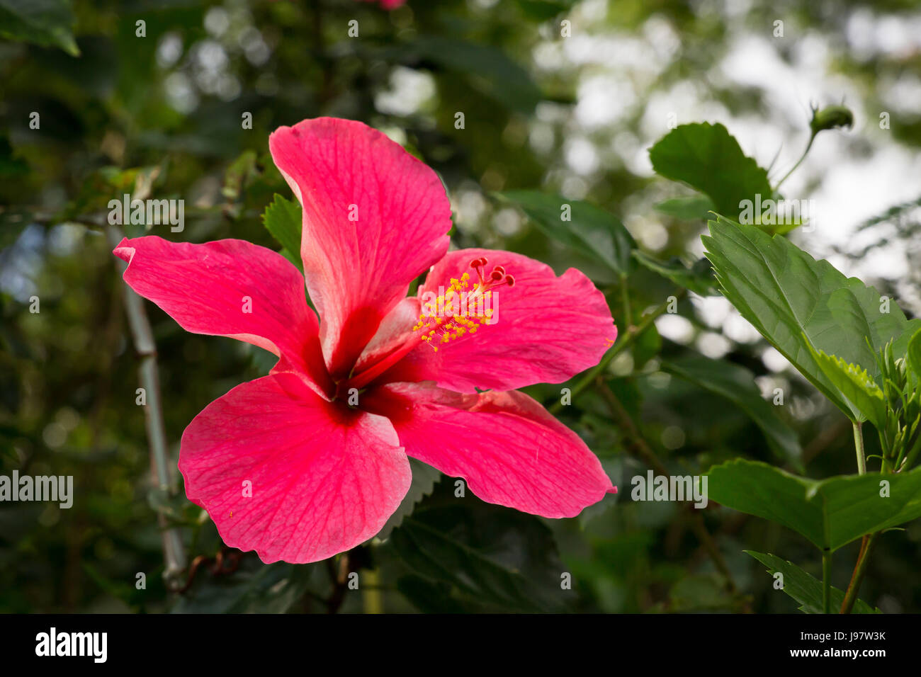 Red Hibiscus, Malaysia National Flower, KK, KotaKinabalu, Sabah Borneo ...