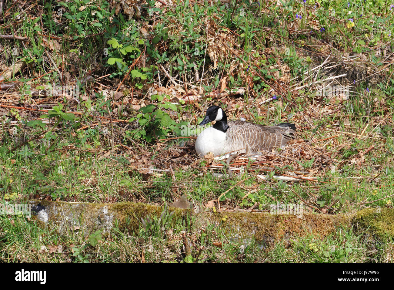 Canada Goose sitting on nest, incubating eggs Stock Photo - Alamy