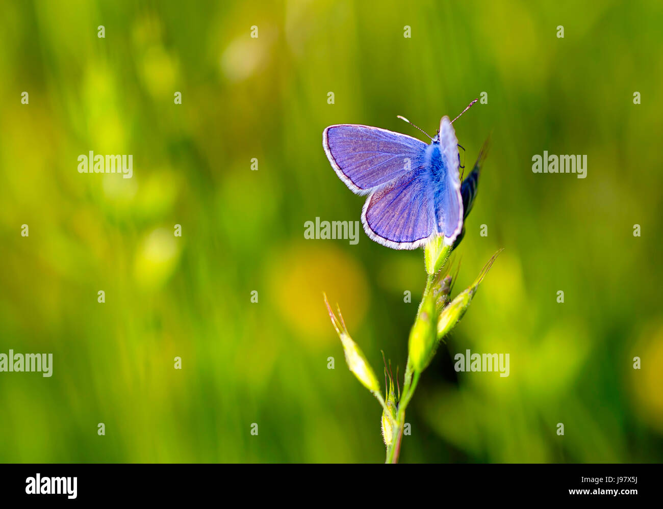 blue, insect, butterfly, wings, nature, natural, plant, blue, insect ...