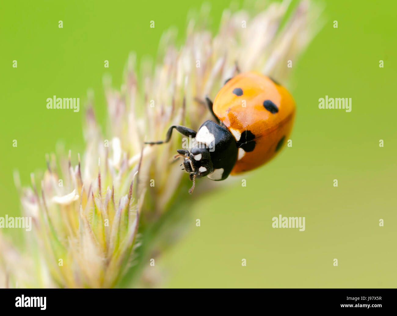 closeup, insect, bug, ladybird, nature, ladybug, natural, green ...