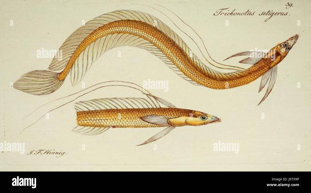 Setiger hi-res stock photography and images - Alamy