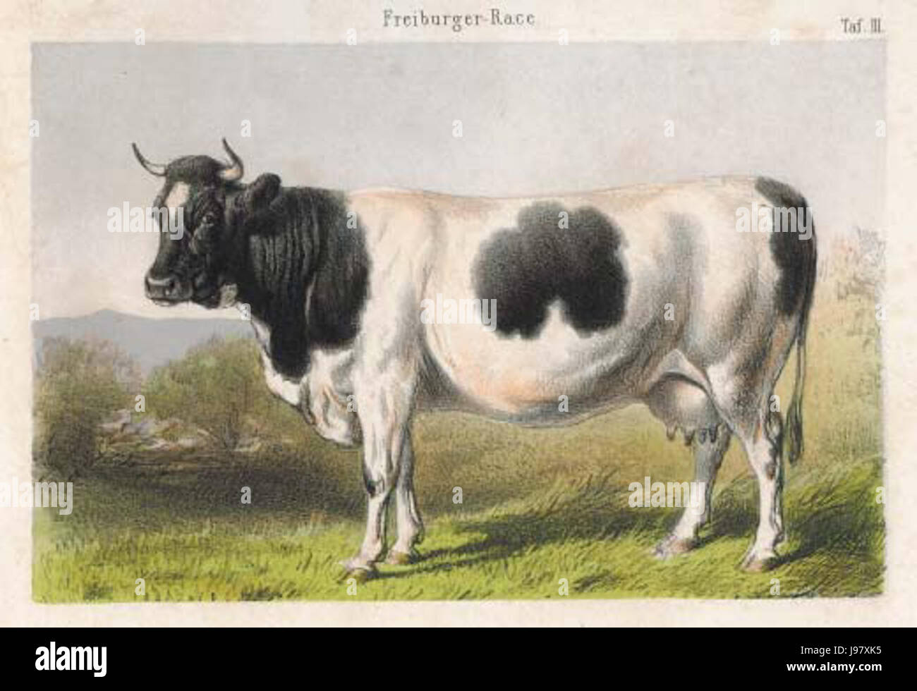 'Vache fribourgeoise 1859' refers to a historical image or document ...