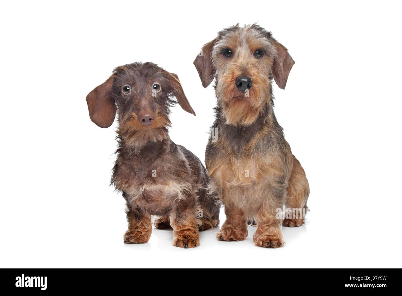 pet, animal, pet, mammal, horizontal, dog, studio, front view ...