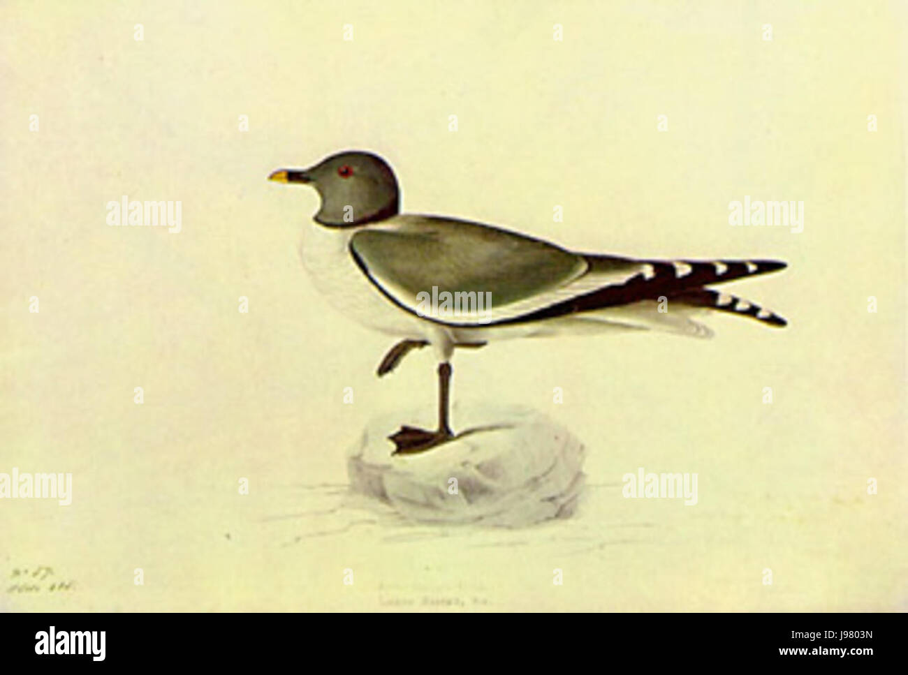 Xema hi-res stock photography and images - Alamy