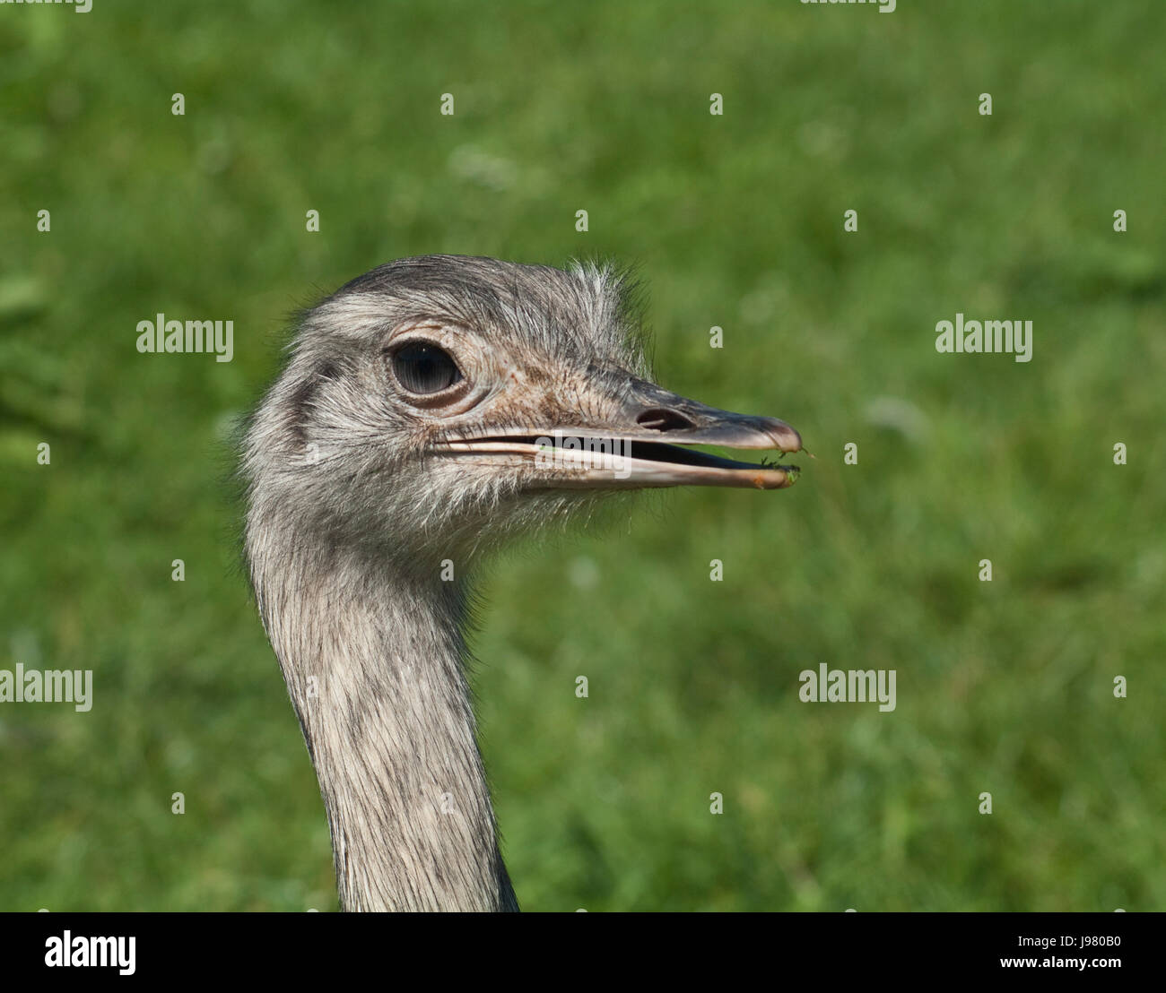 animal, wildlife, tower, travel, tree, american, animal, bird, brown ...