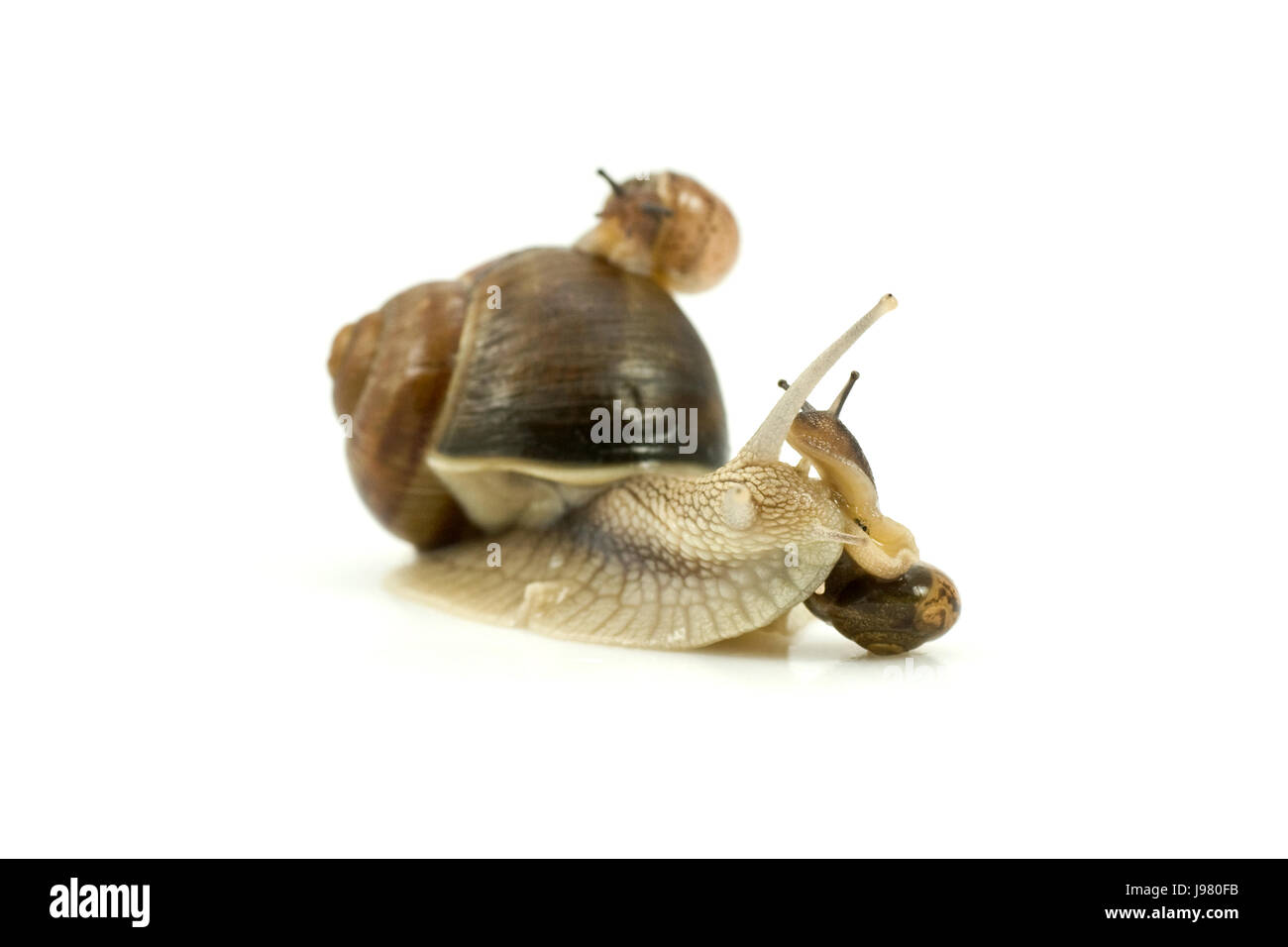 environment, enviroment, isolated, closeup, animal, amphibian, snail ...