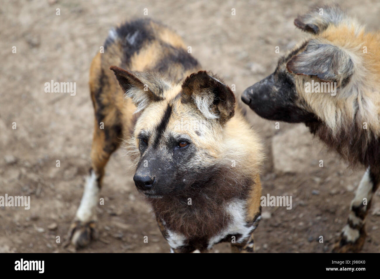 mammal, africa, wildlife, animal, portrait, lycaon pictus, african wild ...