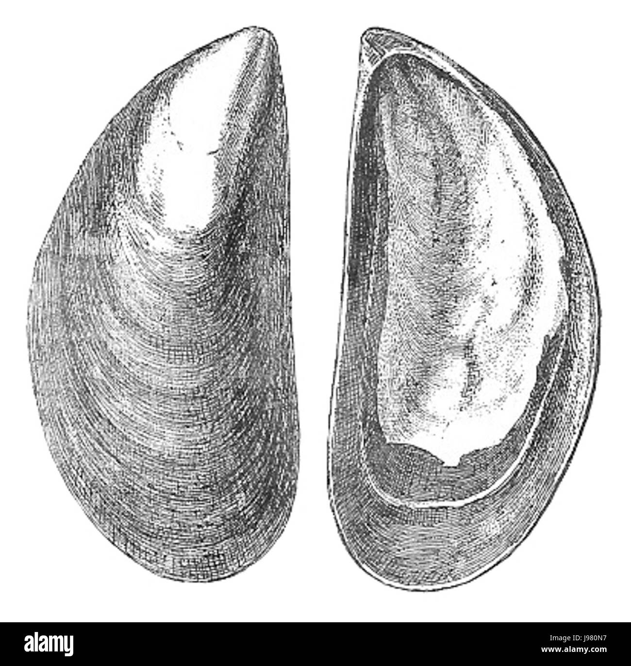 Shell 10 Cut Out Stock Images & Pictures - Alamy