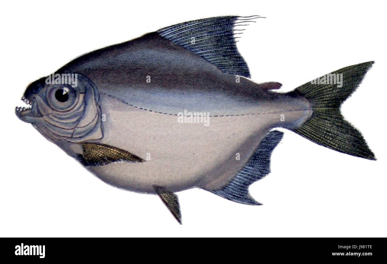 Myleus setiger de Castelnau is a species of fish discovered and named ...