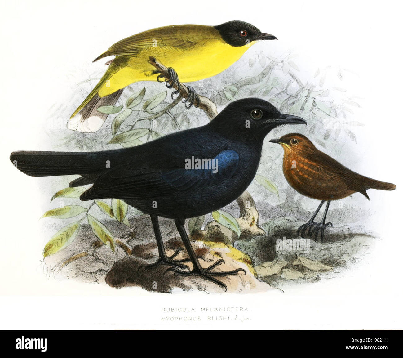 Myophonus blighi, commonly known as the Blue Whistling Thrush, is a ...