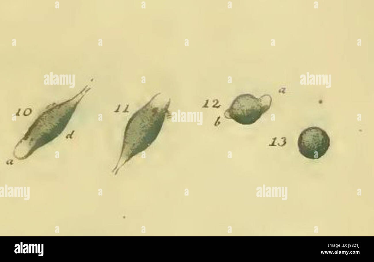 Cercaria hi-res stock photography and images - Alamy