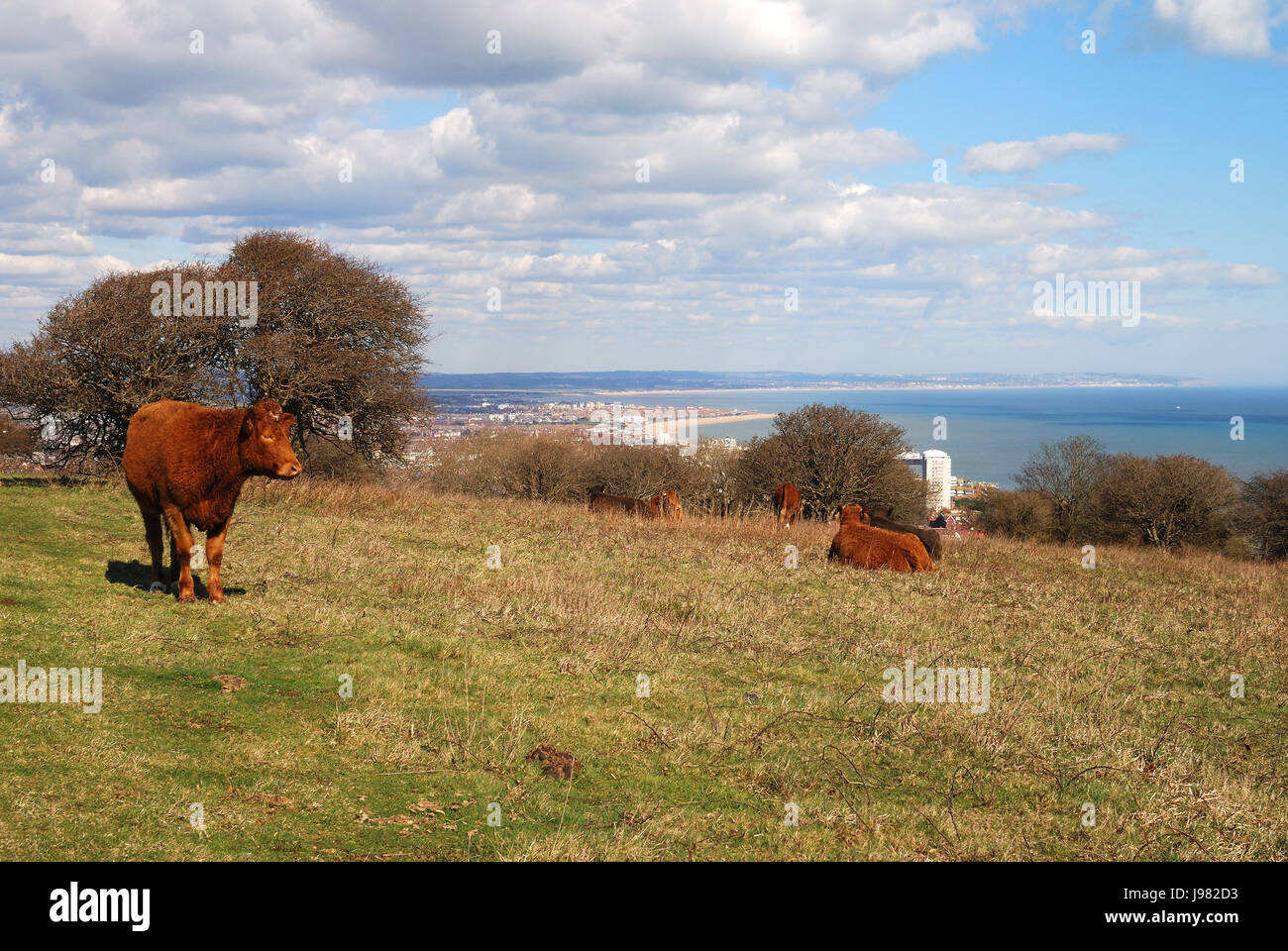 Town view with cattle hi-res stock photography and images - Alamy