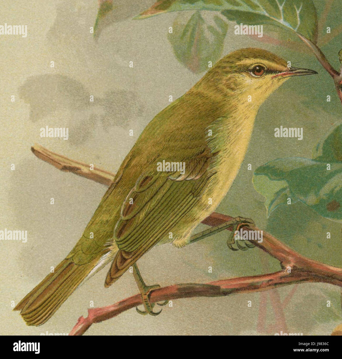 Phylloscopus nitidus Keulemans Stock Photo - Alamy