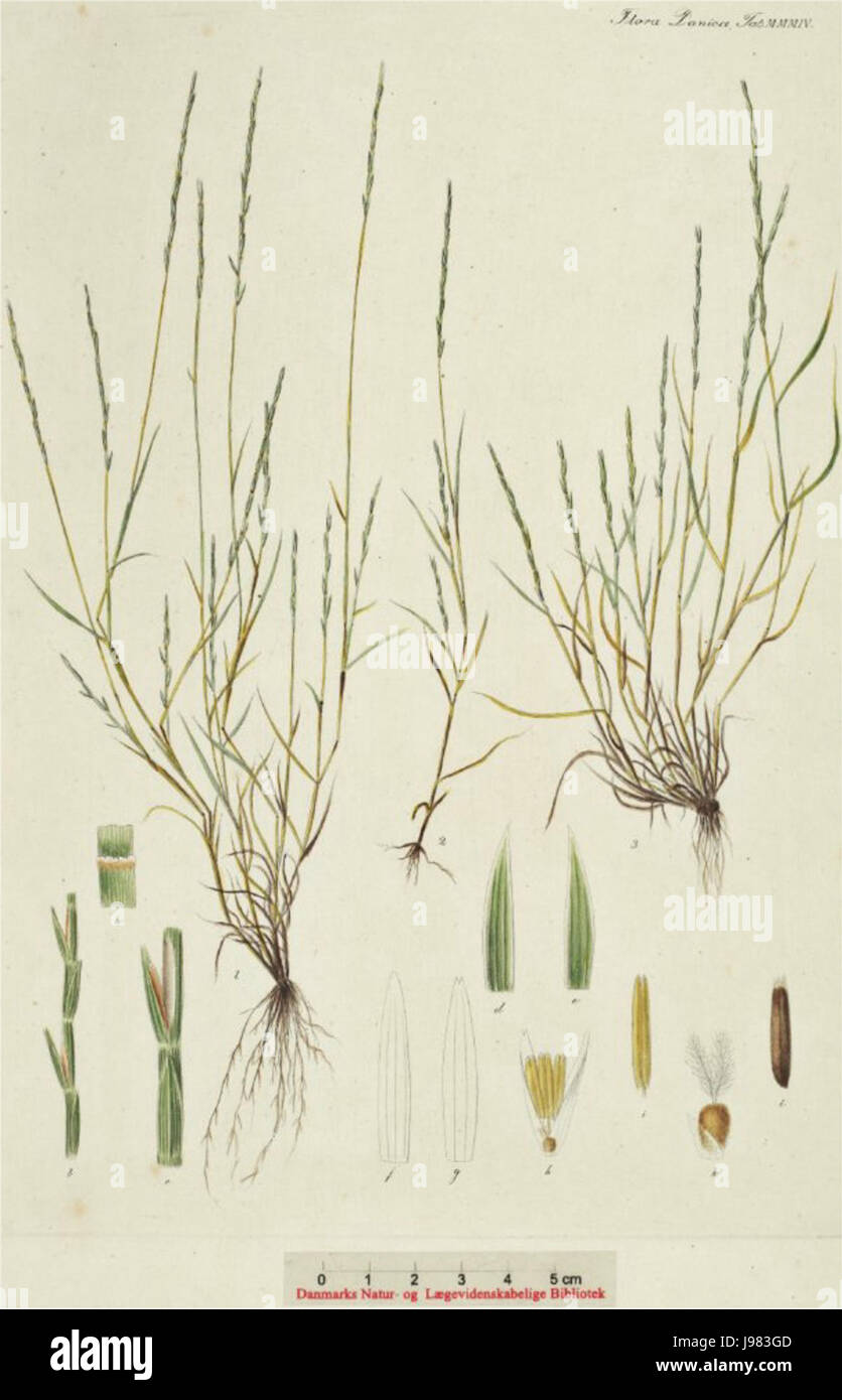 Parapholis strigosa hi-res stock photography and images - Alamy